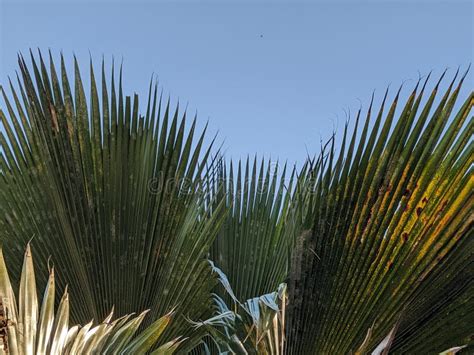 Sharp Edges Of The Leaves Sky Background Stock Photo Image Of Beautiful Background 295546836