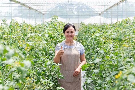 蔬菜大棚内农民摘菜点赞高清图片下载 正版图片501620680 摄图网