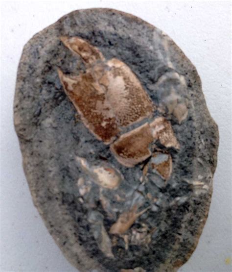 Louisville Fossils And Beyond Washington State Ghost Shrimp Fossil Claws