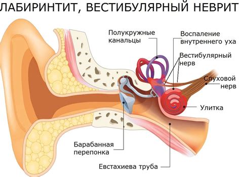 Отит определение заболевания виды симптомы диагностика и лечение
