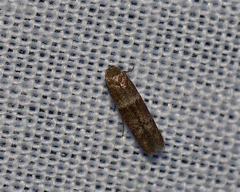 Small Moth Unknown Bugguide Net