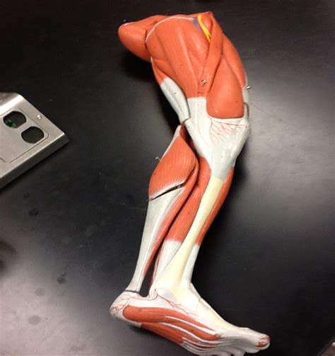 Lab Question S Diagram Quizlet
