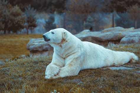 Learning Polars Like A Champ — Part Iii By Mayur Jain Mlworks