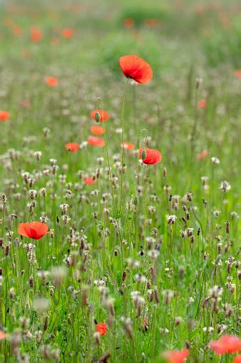 파파버 라와스 일반적인 양귀비 씨앗 밝은 붉은 꽃 꽃 초원에 꽃 식물의 그룹 야생 식물 0명에 대한 스톡 사진 및 기타 이미지 0명 개체 그룹 개화기 Istock