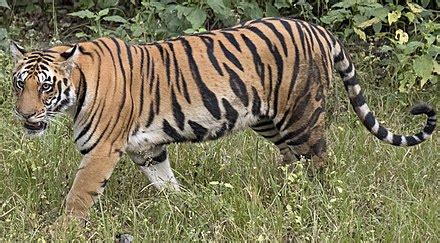 Tiger Wikipedia
