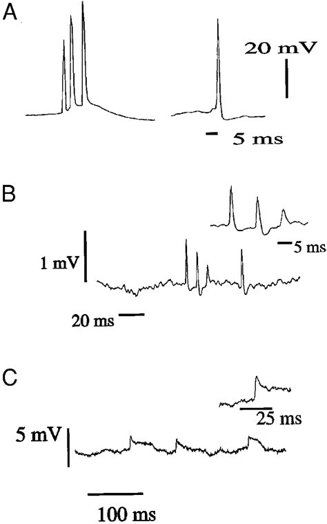 Whole Cell Recordings From A Ca1 Pyramidal Neuron During Download Scientific Diagram
