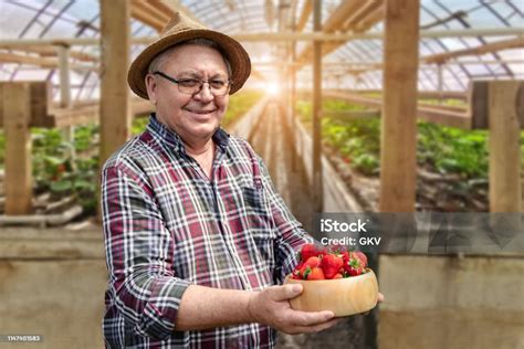 수석 행복 농부 웃 고 잘 익은 유기농 맛 있는 딸기 온실 녹지 농장에서 나무 그릇에 들고 원 예 및 재배 열매의 일년 내내 과정 Conept 딸기에 대한 스톡 사진 및