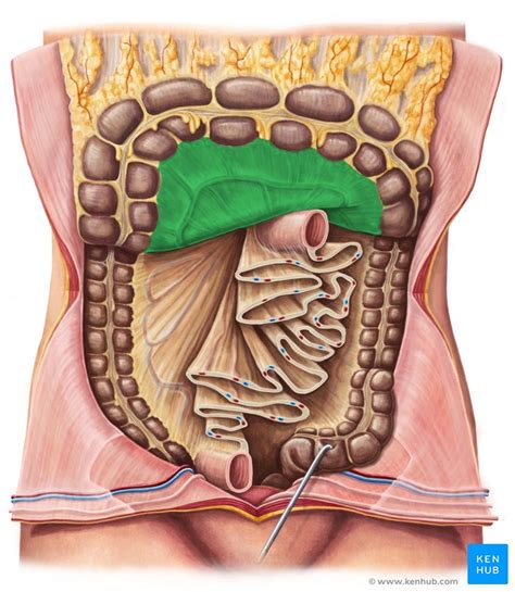 Development And Embryology Of The Digestive System Kenhub