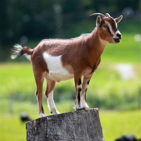 Goat Breeds All About Goats