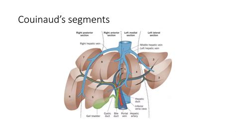 Radiological Anatomy Of Hepatobiliary System Pptx