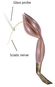 Sciatic Nerve In Animals Sciatic Nerve In Dogs Zuac