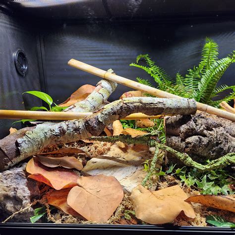 New Bioactive Ball Python Habitat Still Have Some Finishing Touches To