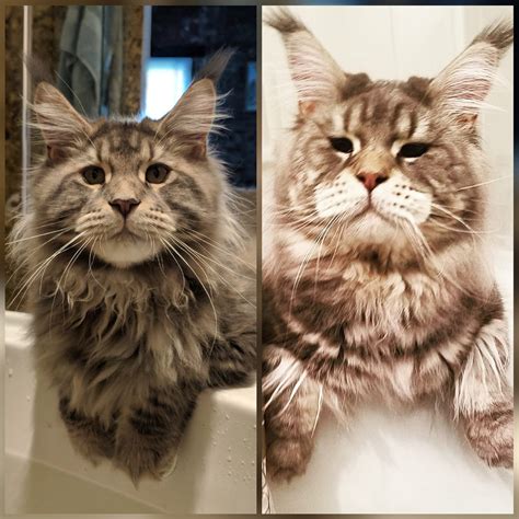 Norwegian Forest Cat Comparison Between Maine Coon And