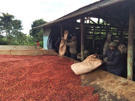 Kenya Kariru Cmg