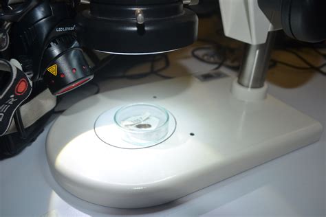 Protecting A Tiny Gecko In The Big Wide World Edge Of Existence