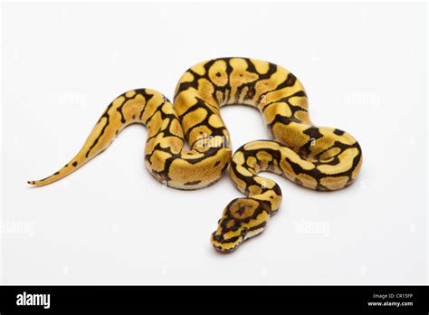 Spider Phantom Yellow Belly Ball Python Or Royal Python Python Regius