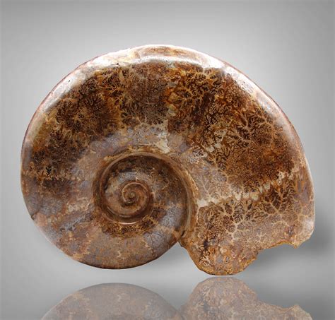 Fossils From The Mines