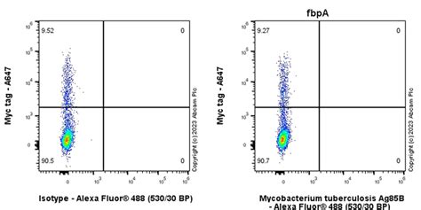 Anti Mycobacterium Tuberculosis Ag85b Antibody Epr28401 54 Ab312328 Abcam