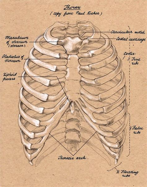 Diagram Of Human Rib Cage Internal Organs And Rib Cage
