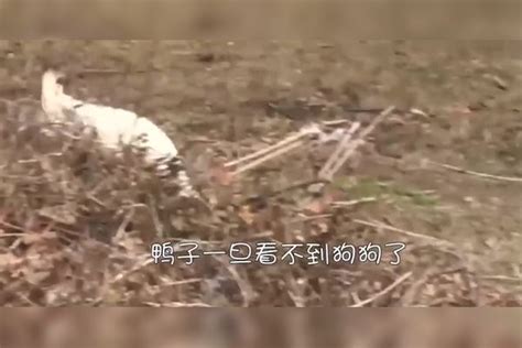 鸭子从小和狗狗一起长大，行为举止都像狗，镜头记录搞笑一幕举止狗狗镜头