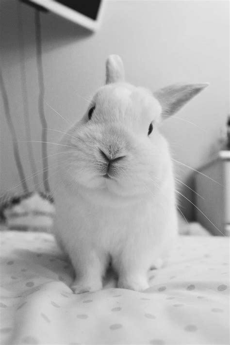 Cute Bunny Iphone Wallpapers Wallpapers Com