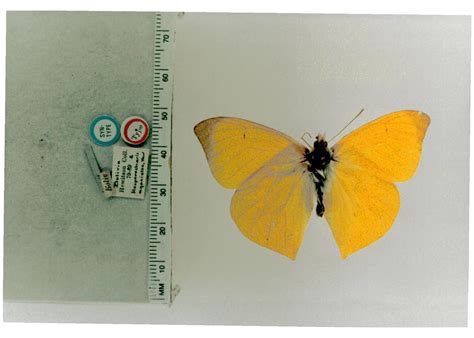 Mathania A Agasicles Type Specimens