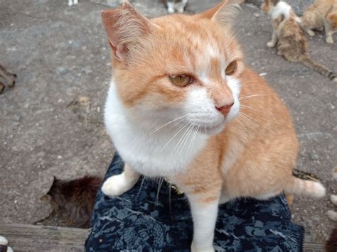 滿滿的貓貓貓貓HTC Desire 挑戰日本著名貓島青島實拍分享 旅行攻略貓貓 C 達人廖阿輝