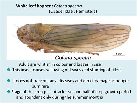 Pests Of Paddy 1 Pptx