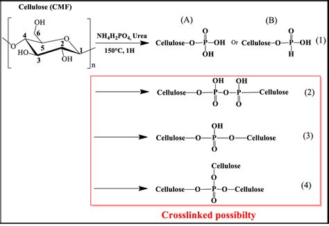 Possible Phosphorylated Cellulose Structure Download Scientific Diagram