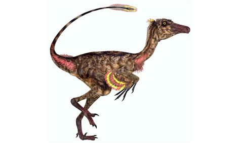 Troodon Animal Facts Troodon A Z Animals