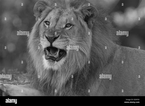 African Male Lion Stock Photo Alamy