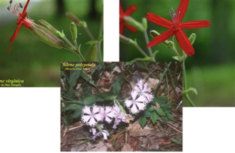 Bot Exam 4 Flashcards Flashcards Quizlet