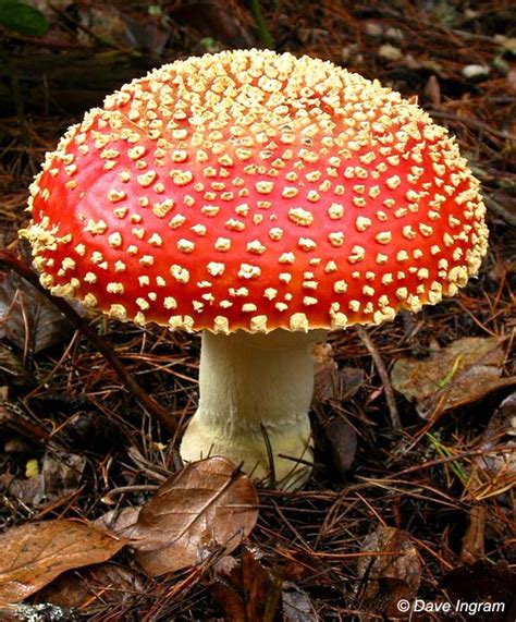 Amanita Muscaria Taxonomy