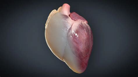 3d Heart Animated Heartbeat Flippednormals
