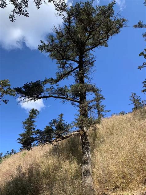 滚动预加载机制调研 知乎