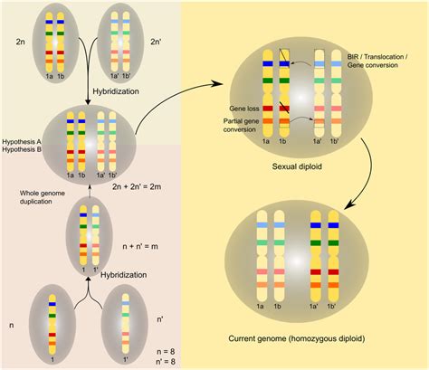 Hybridization Scenarios Schematic Representation Of Possible Scenarios Download Scientific