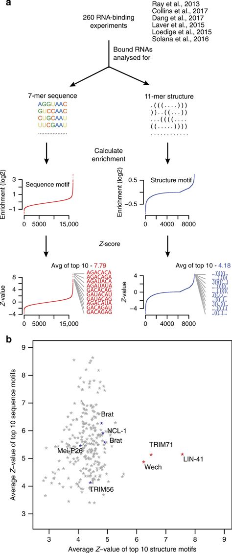 Structure Vs Sequence Preference Of Rna Binding Proteins A Schematics