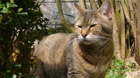 Meet The Pixie Bob 9 Intriguing Facts About This Unique Breed