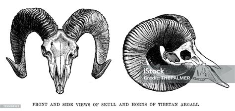 Skull And Horns Of Tibetan Argali Engraving 1896 Stock Illustration