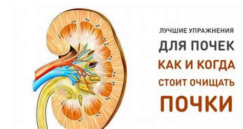 Лучшее упражнение для почек. Как и когда стоит очищать почки!