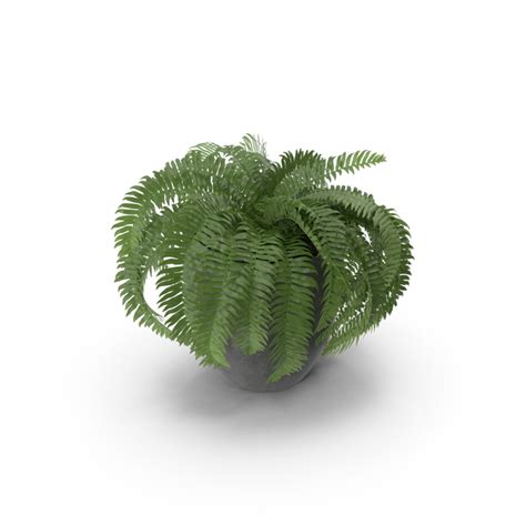 Potted Sword Fern Png Images And Psds For Download Pixelsquid S111935038