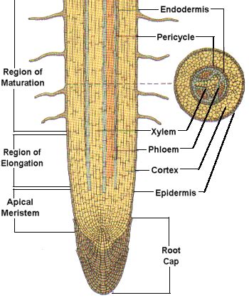 Biology Root AskIITians