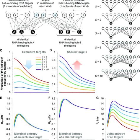 Mutual Information In The Model Hub Centred Network With An