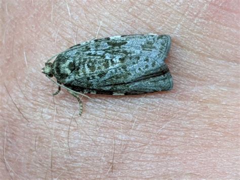 What Is Spruce Budworm Spruce Budworm