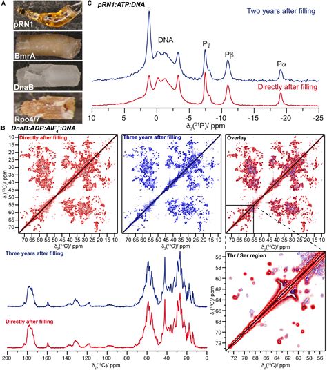 Protein Nmr Spectroscopy Principles And Practice Outlet Wholesale