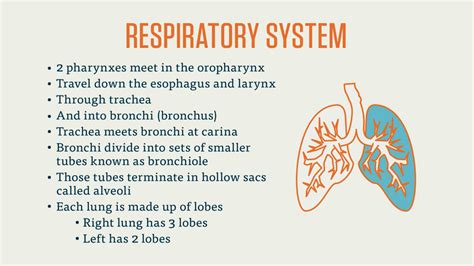 CPC Exam Medical Terminology MedicalBillingandCoding Org