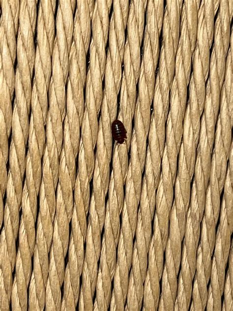 Is This A Bed Bug Pls Help Im Trying To Sleep In My Hotel But I Just Saw This On The Headboard