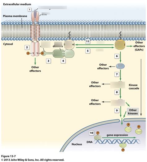 Rtk Signaling Diagram Quizlet