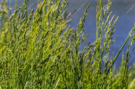 Meadow Grass Meadow With The Tops Of Stele Panicles Poa Pratensis