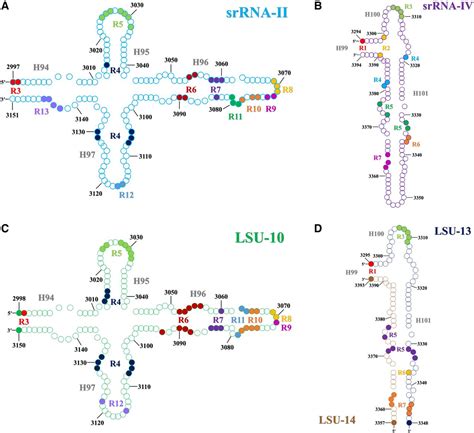Ancestry Of Rna Rna Interaction Regions Within Segmented Ribosomes